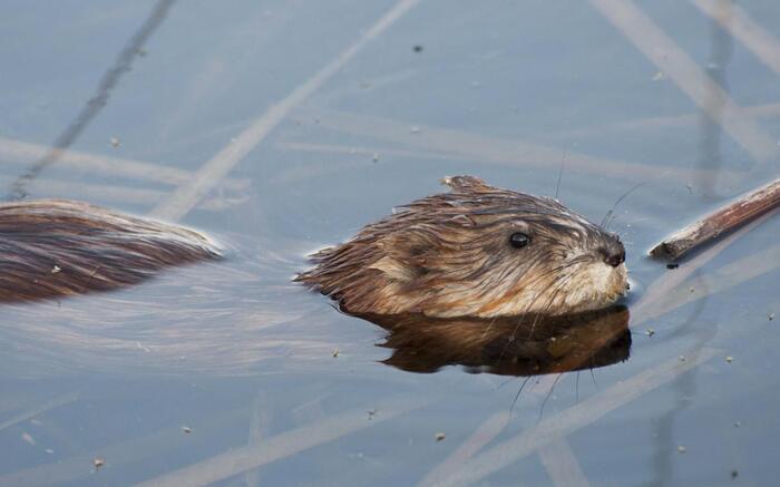 Muskrat Stew :: Carissa-borders